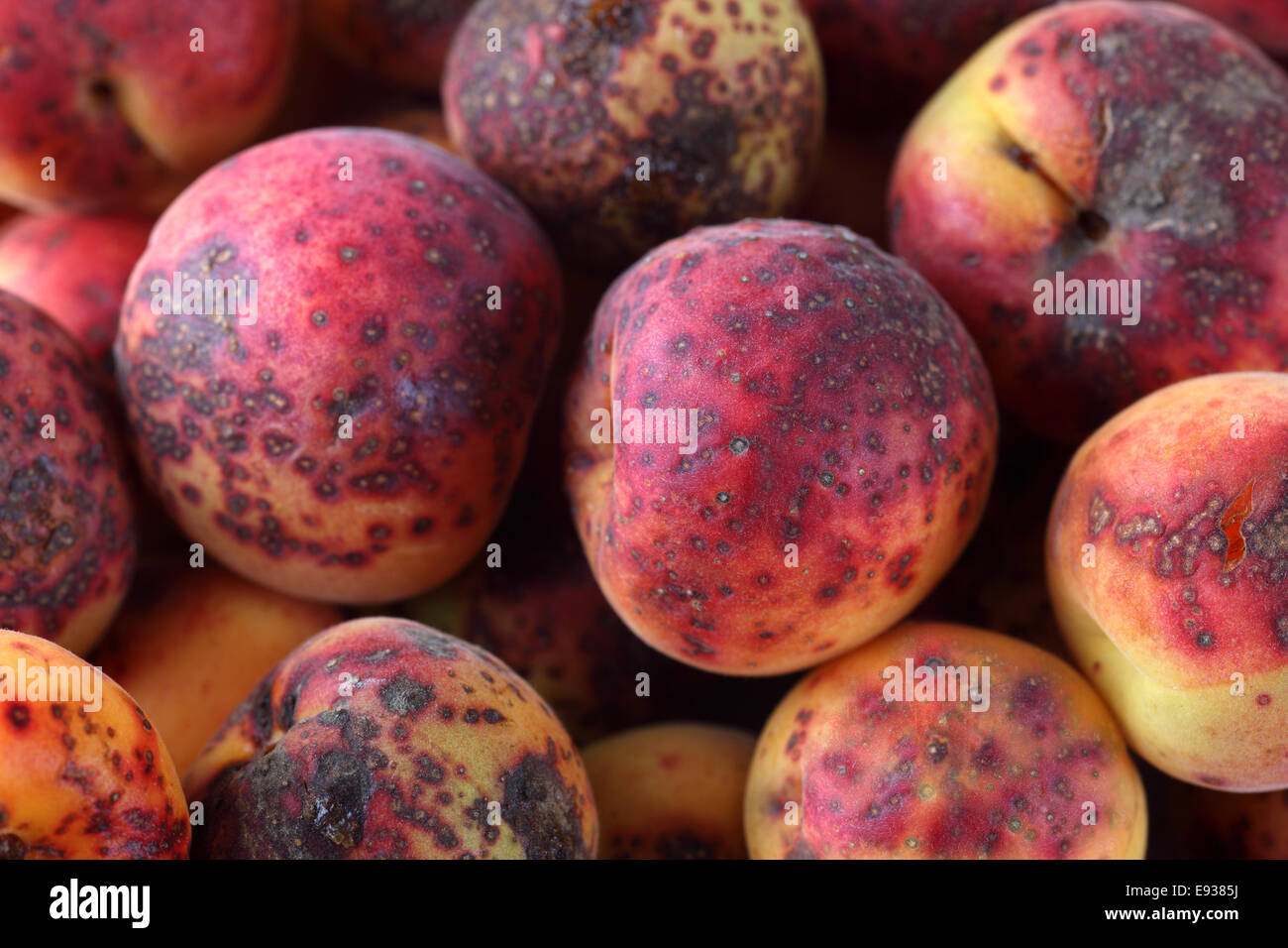 Illness apricot with black dots. Close-up Stock Photo - Alamy