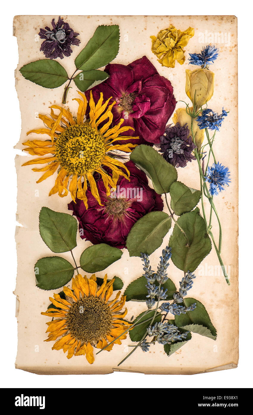 Sheet of paper still life hi-res stock photography and images - Alamy