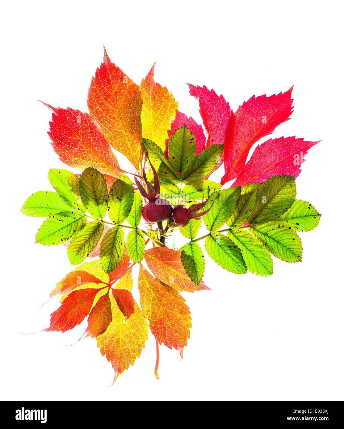 bouquet of autumn red and yellow leaves isolated on white background ...