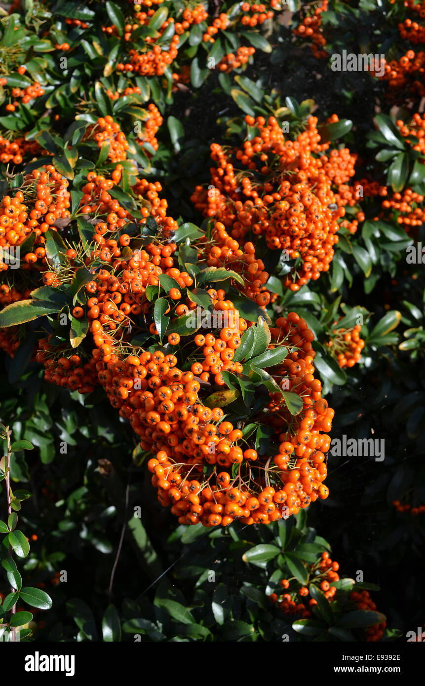 Orange berries hi-res stock photography and images - Alamy