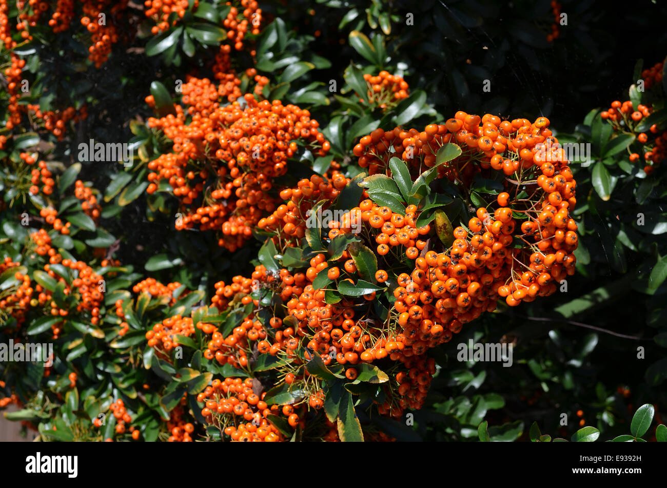 Orange berries hi-res stock photography and images - Alamy