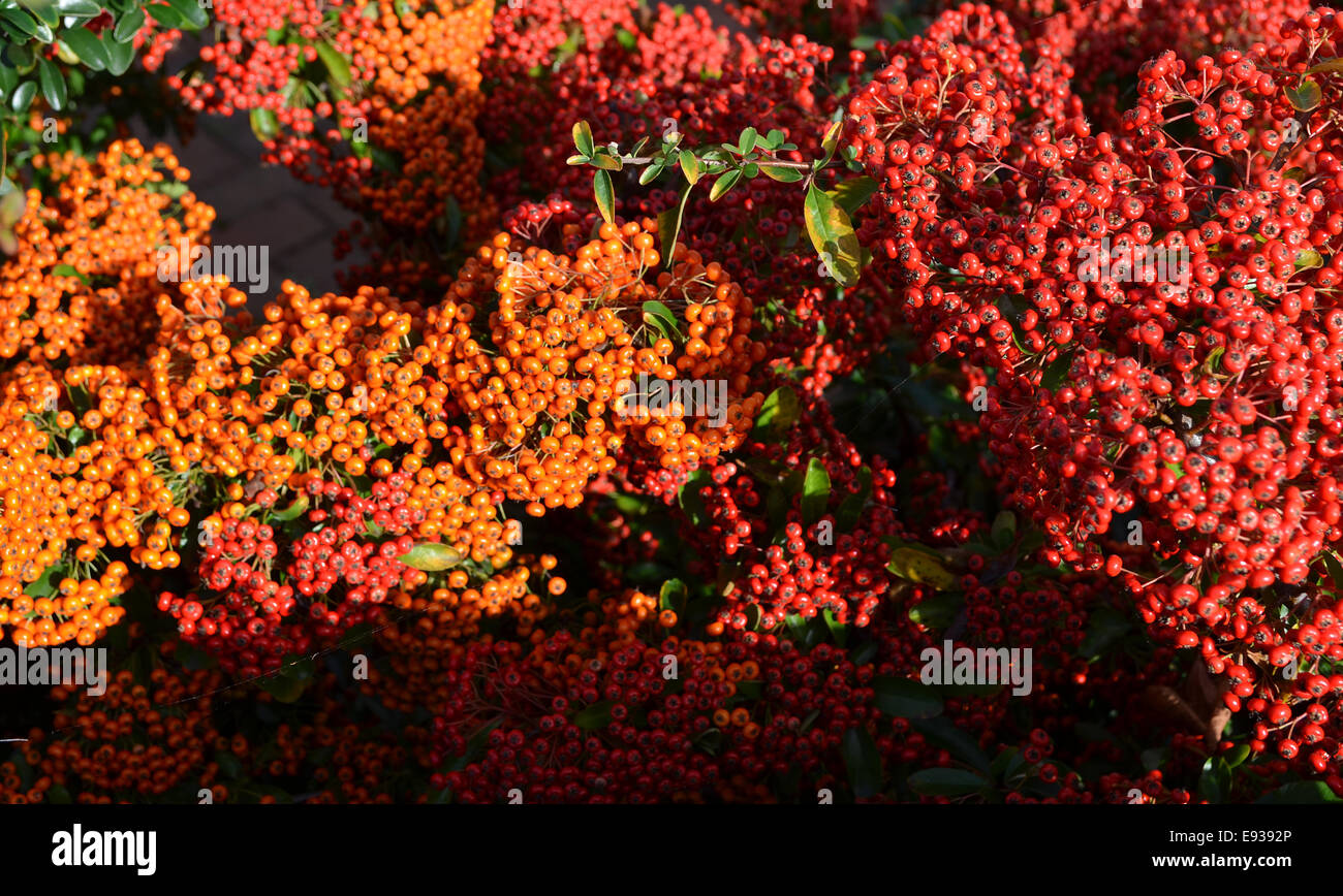 Orange and red berries hi-res stock photography and images - Alamy
