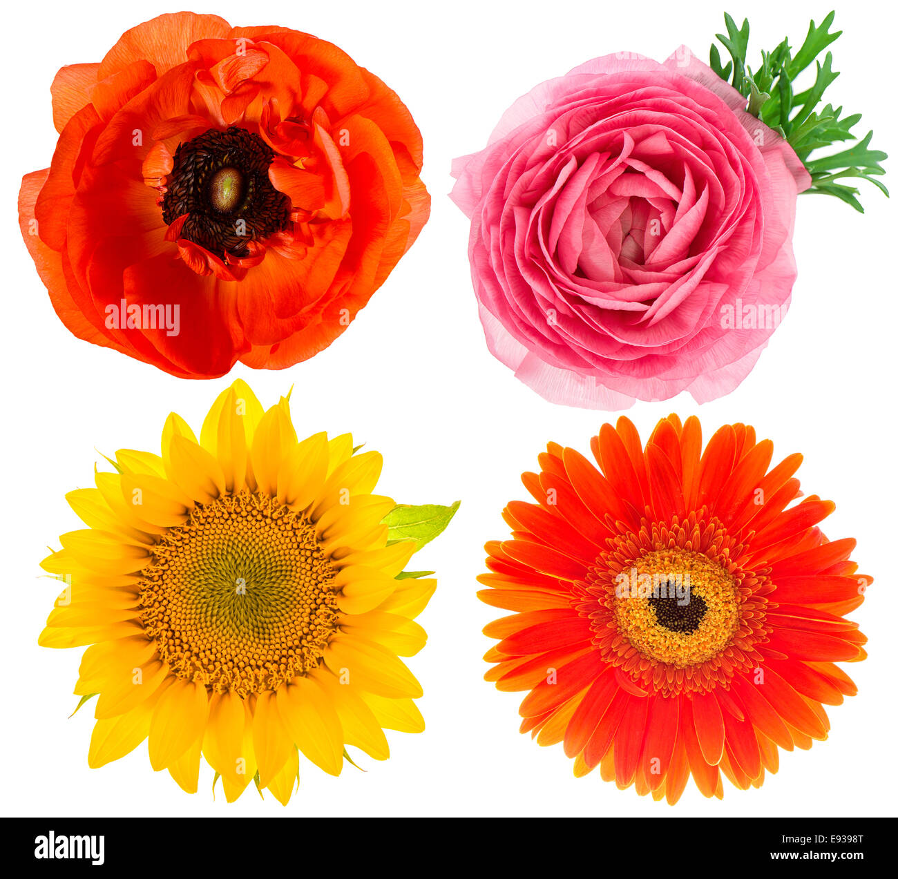 four beautiful single flower heads. ranunculus, sunflower, gerber ...