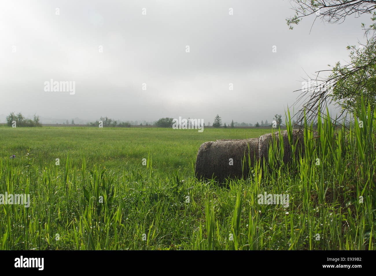 Light and fog lawn hi-res stock photography and images - Alamy