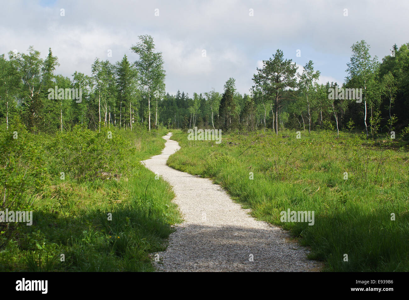Way through beautiful nature with trees and meadow Stock Photo - Alamy
