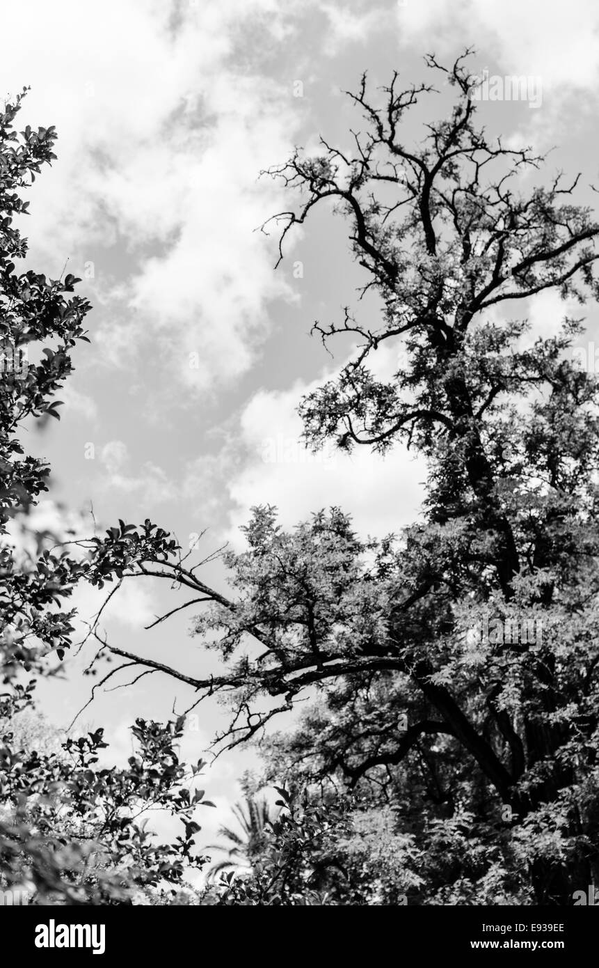 Trees white clouds in Black and White Stock Photos & Images - Alamy