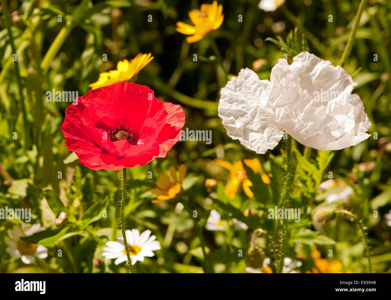 Red and white poppy hi-res stock photography and images - Alamy