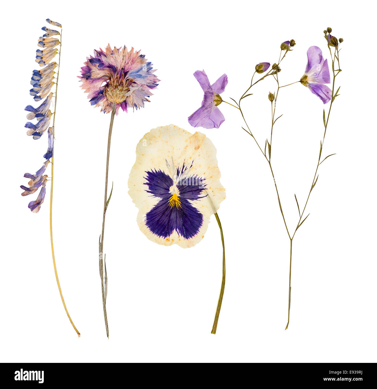 Set of wild dry pressed flowers and leaves, isolated Stock Photo - Alamy