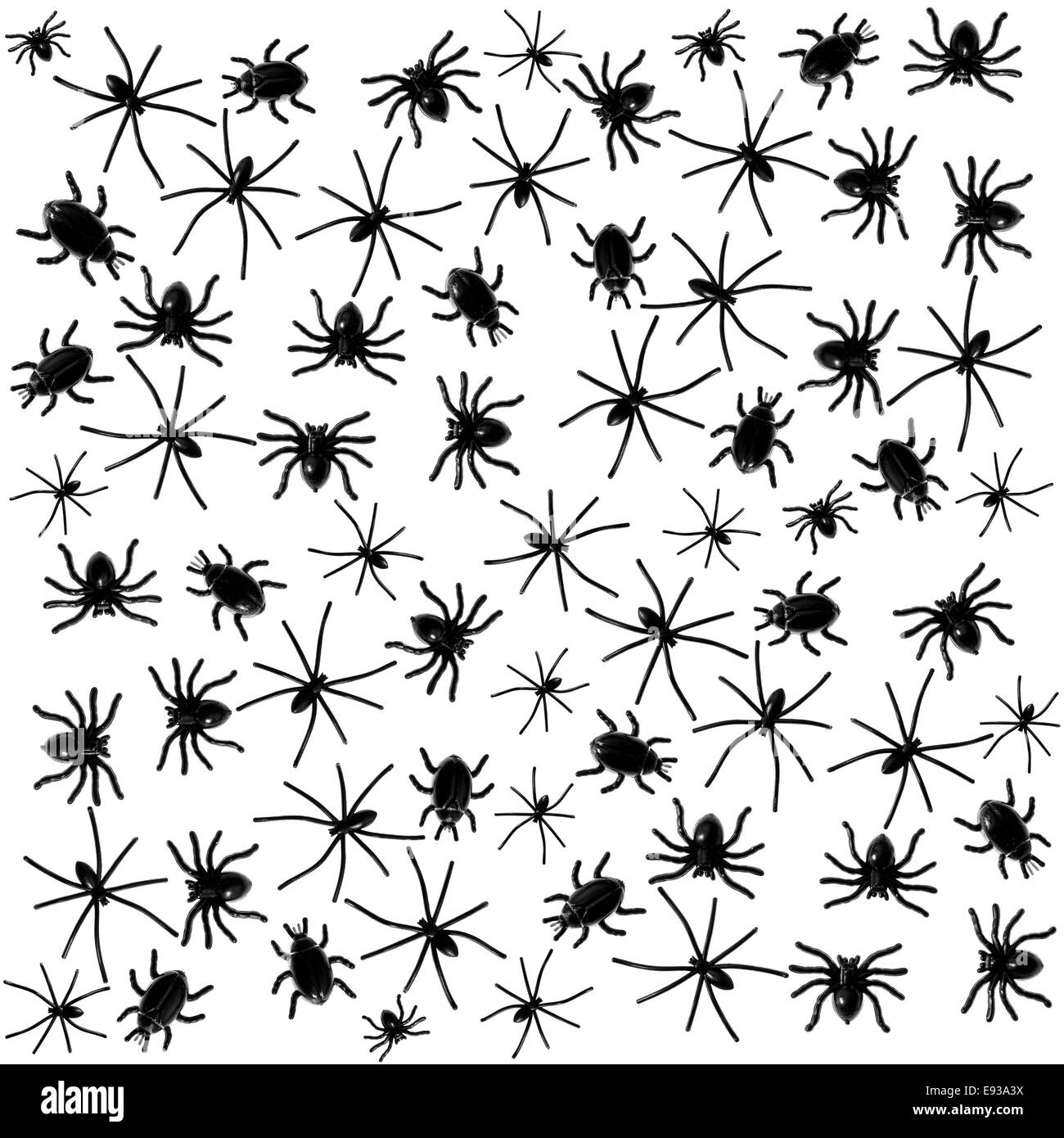 Spider beetle hi-res stock photography and images - Alamy