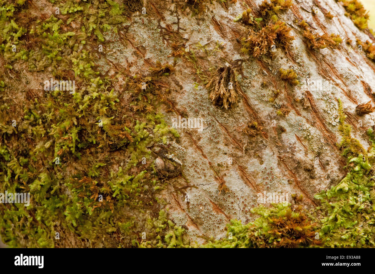 Sycamore tree trunk covered in lichens and liverworts Stock Photo - Alamy Sycamore tree trunk covered in lichens and liverworts Stock Photo - Alamy