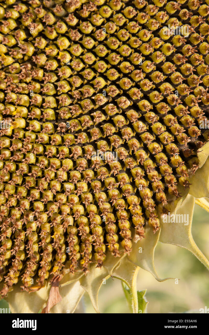 sunflower seeds ripening on plant Stock Photo - Alamy