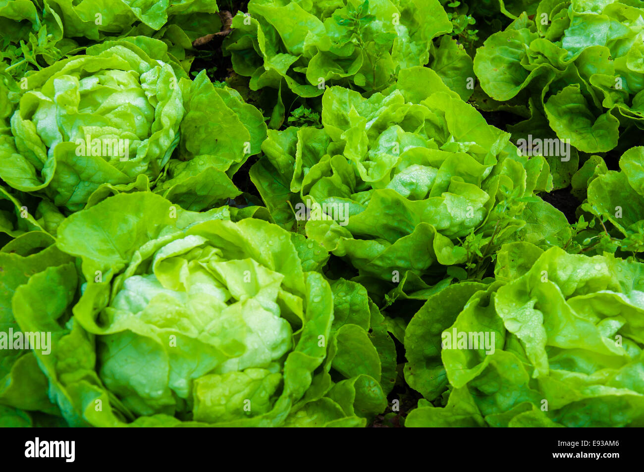 Wet lettuce salad hi-res stock photography and images - Alamy