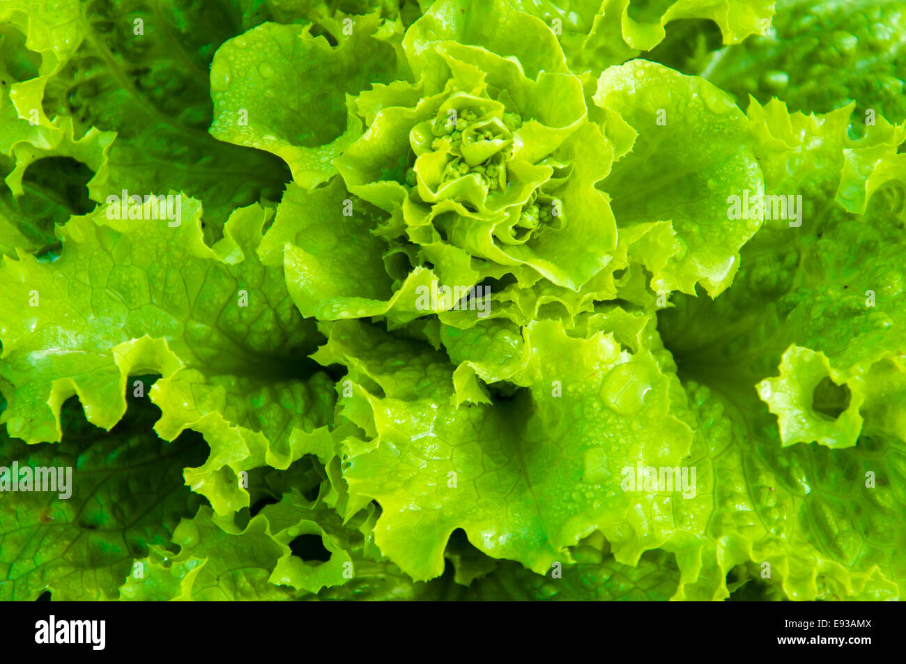 Wet lettuce hi-res stock photography and images - Alamy