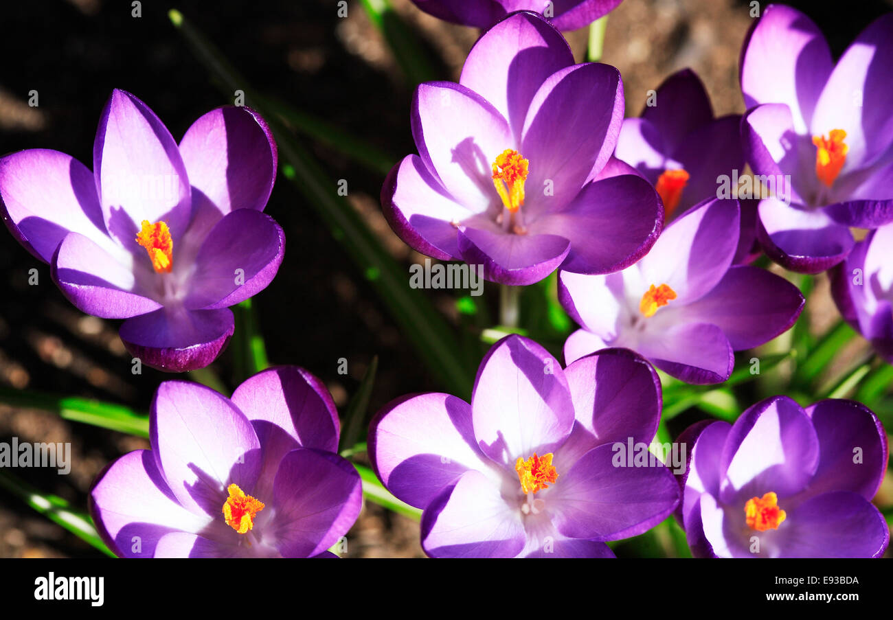 Uk crocus hi-res stock photography and images - Alamy