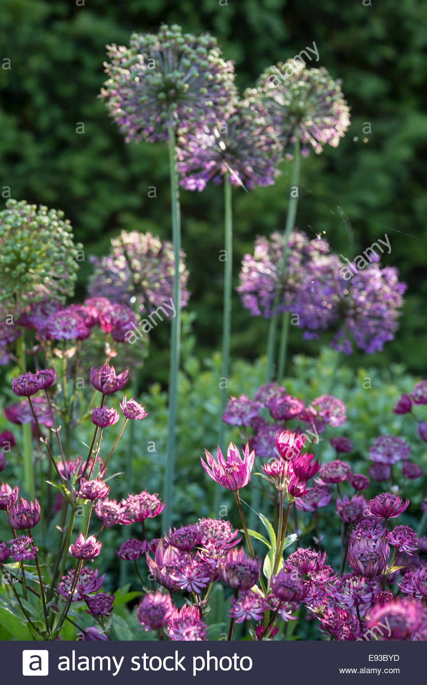 Alliums Stock Photos & Alliums Stock Images - Alamy
