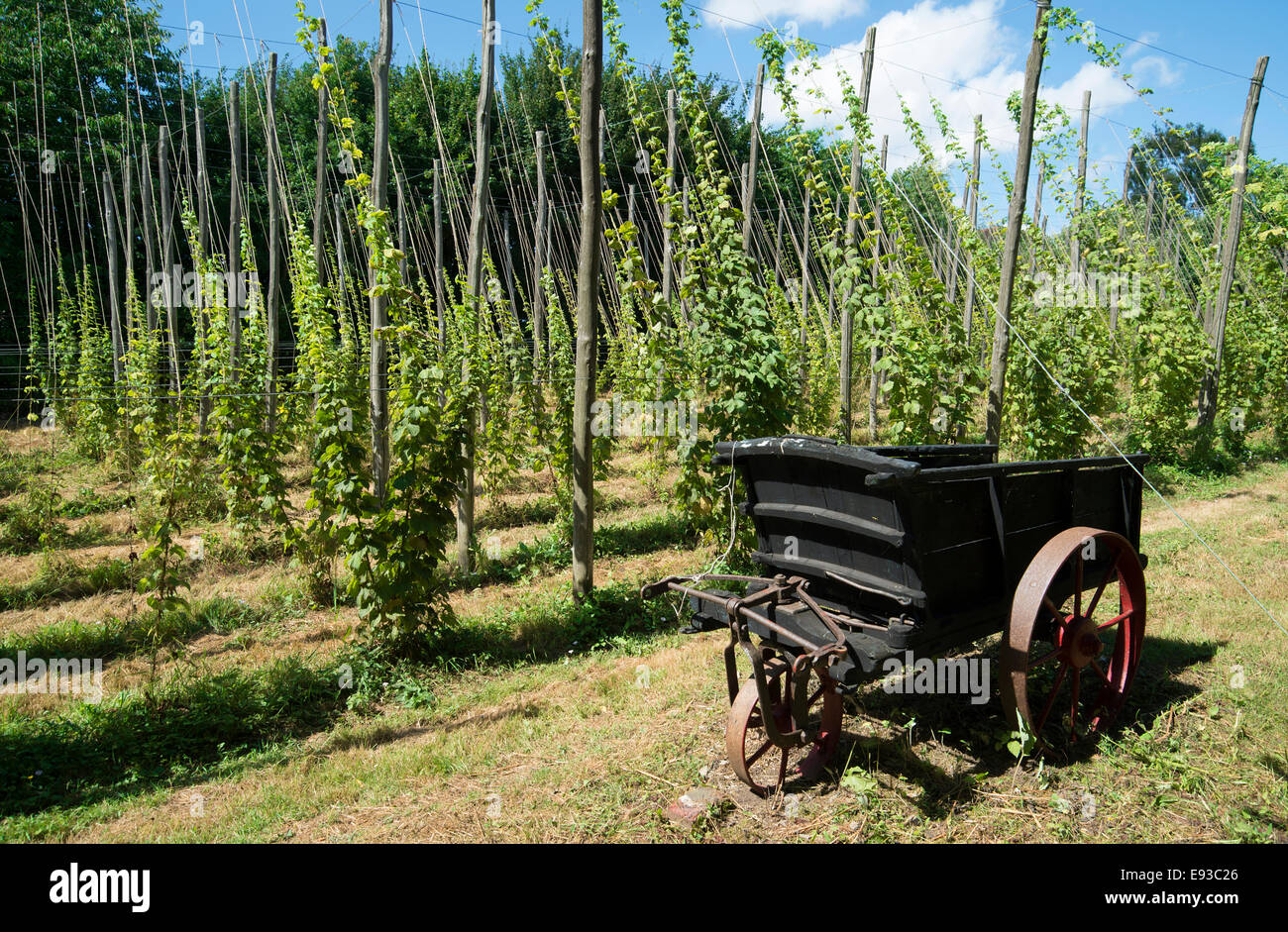 Hop poles in Kent with old wagon Stock Photo - Alamy