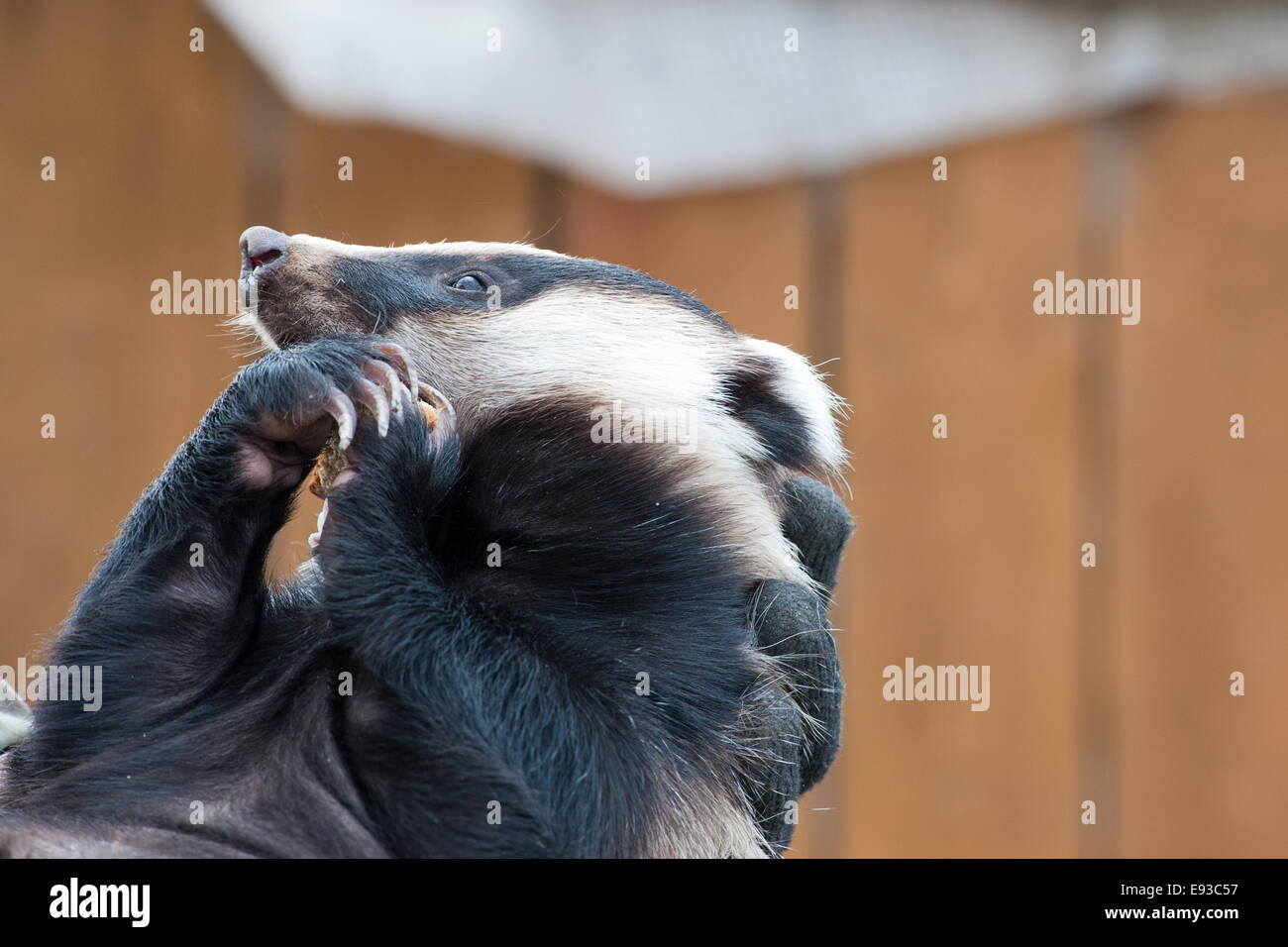 Baby badger uk hi-res stock photography and images - Alamy
