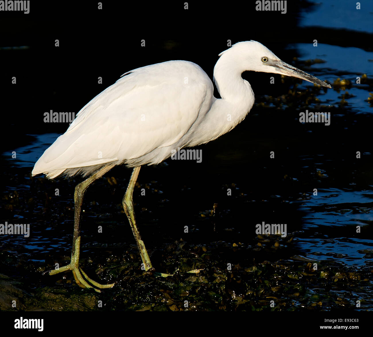 White little egret, egretta garzetta, immature Stock Photo - Alamy