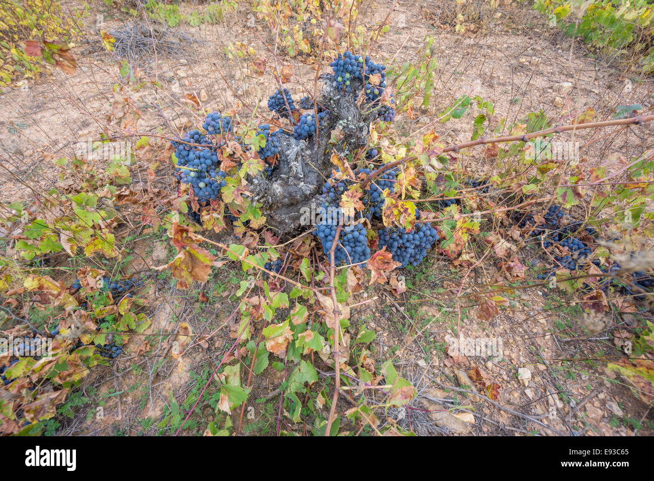Top view of Neglected Vineyard with black grapes bunch Stock Photo - Alamy