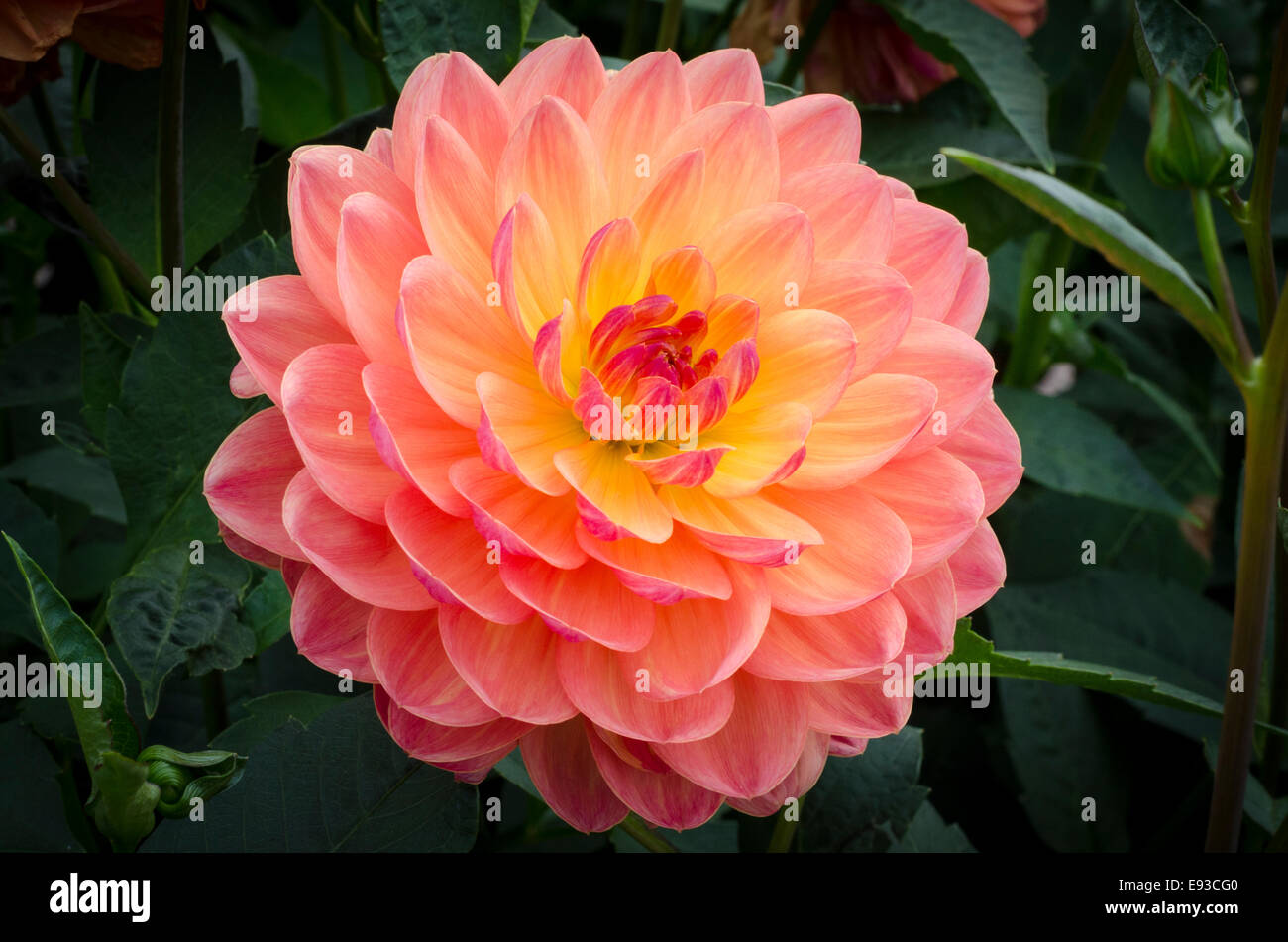 Dahlias flower flowers petal hi-res stock photography and images - Alamy