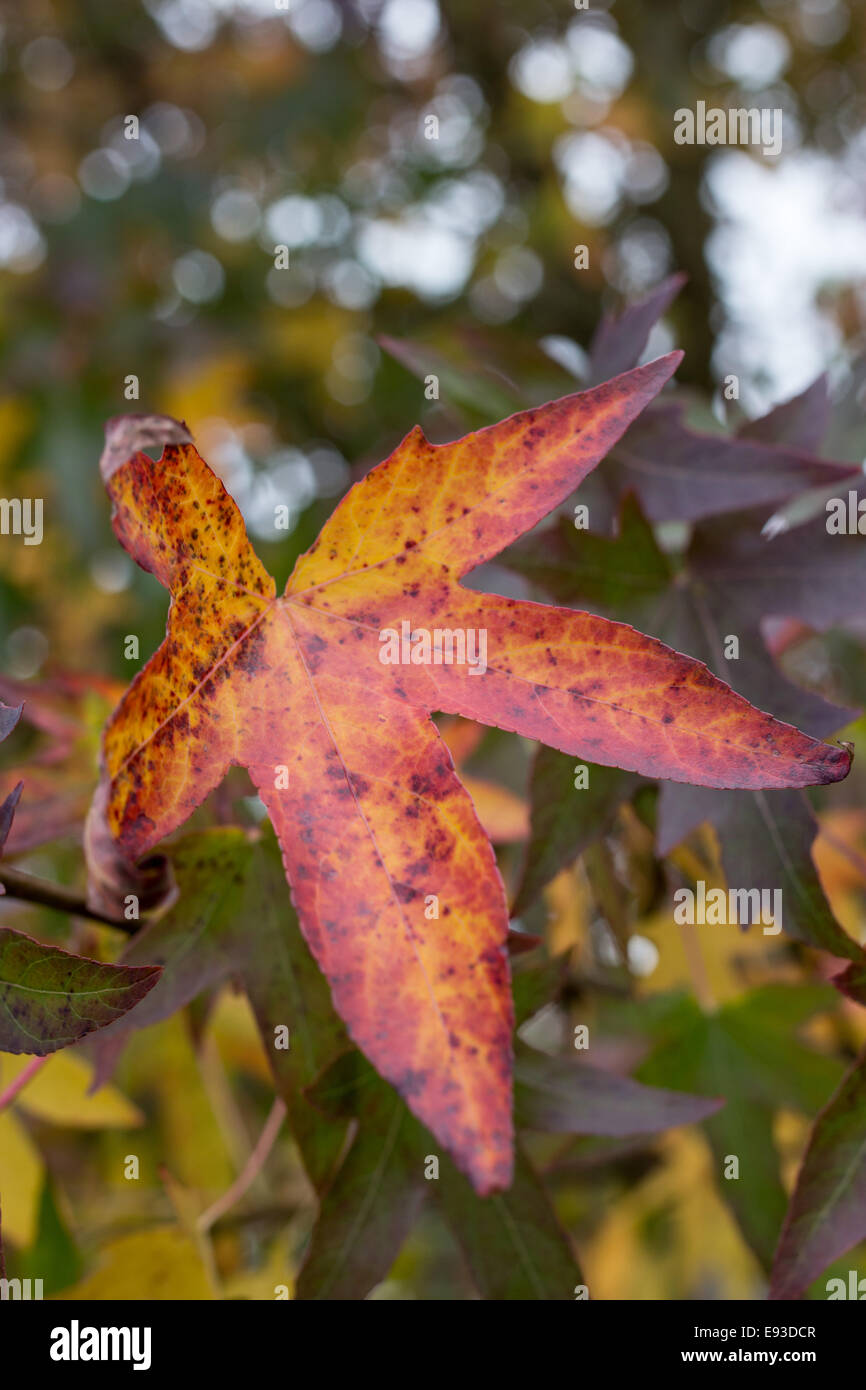 an autumn leaf Stock Photo - Alamy