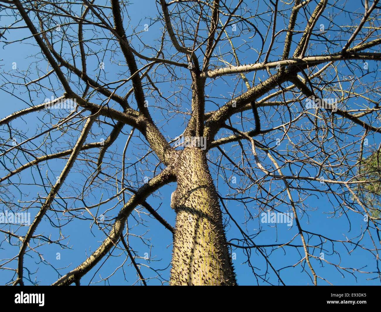 curious tree named Chorisia speciosa with spine trunk Stock Photo - Alamy
