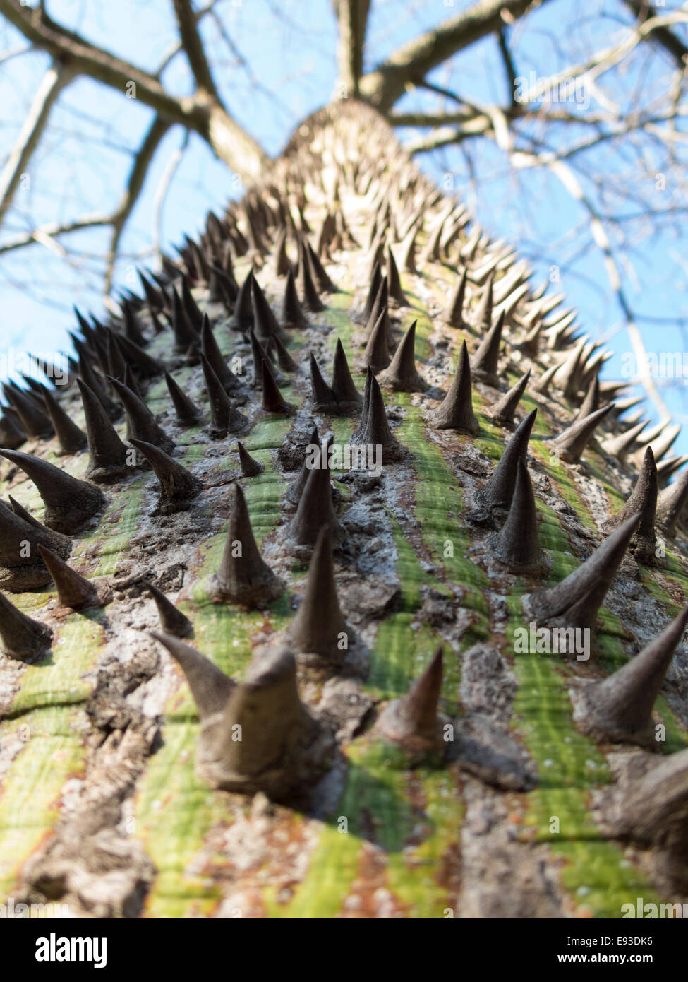 curious tree named Chorisia speciosa with spine trunk Stock Photo - Alamy