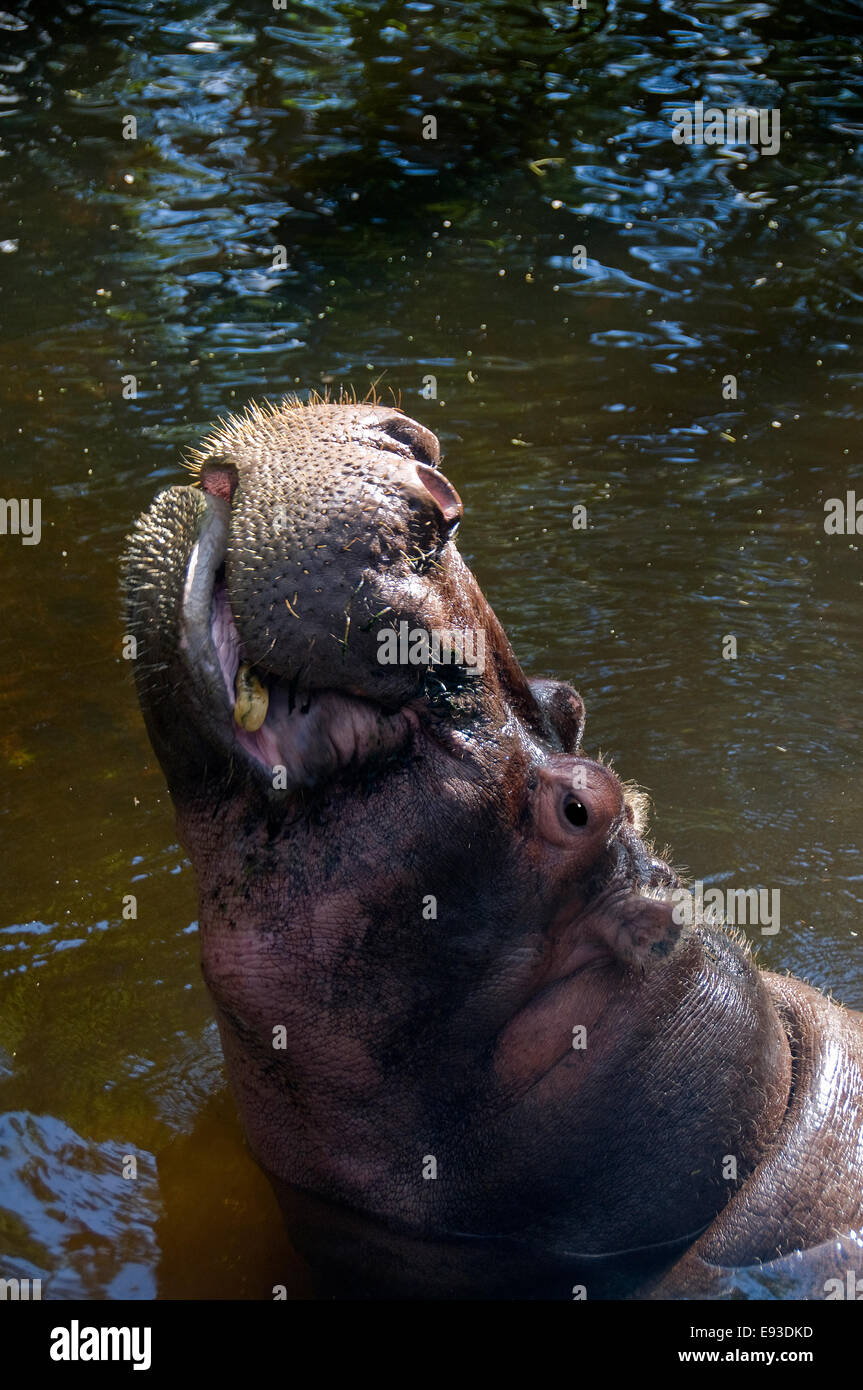 A hippopotamus can be very aggressive in some waters Stock Photo - Alamy