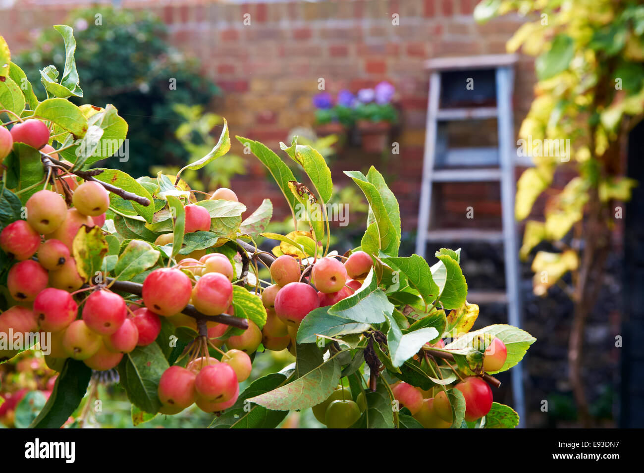 Stem fruit hi-res stock photography and images - Alamy