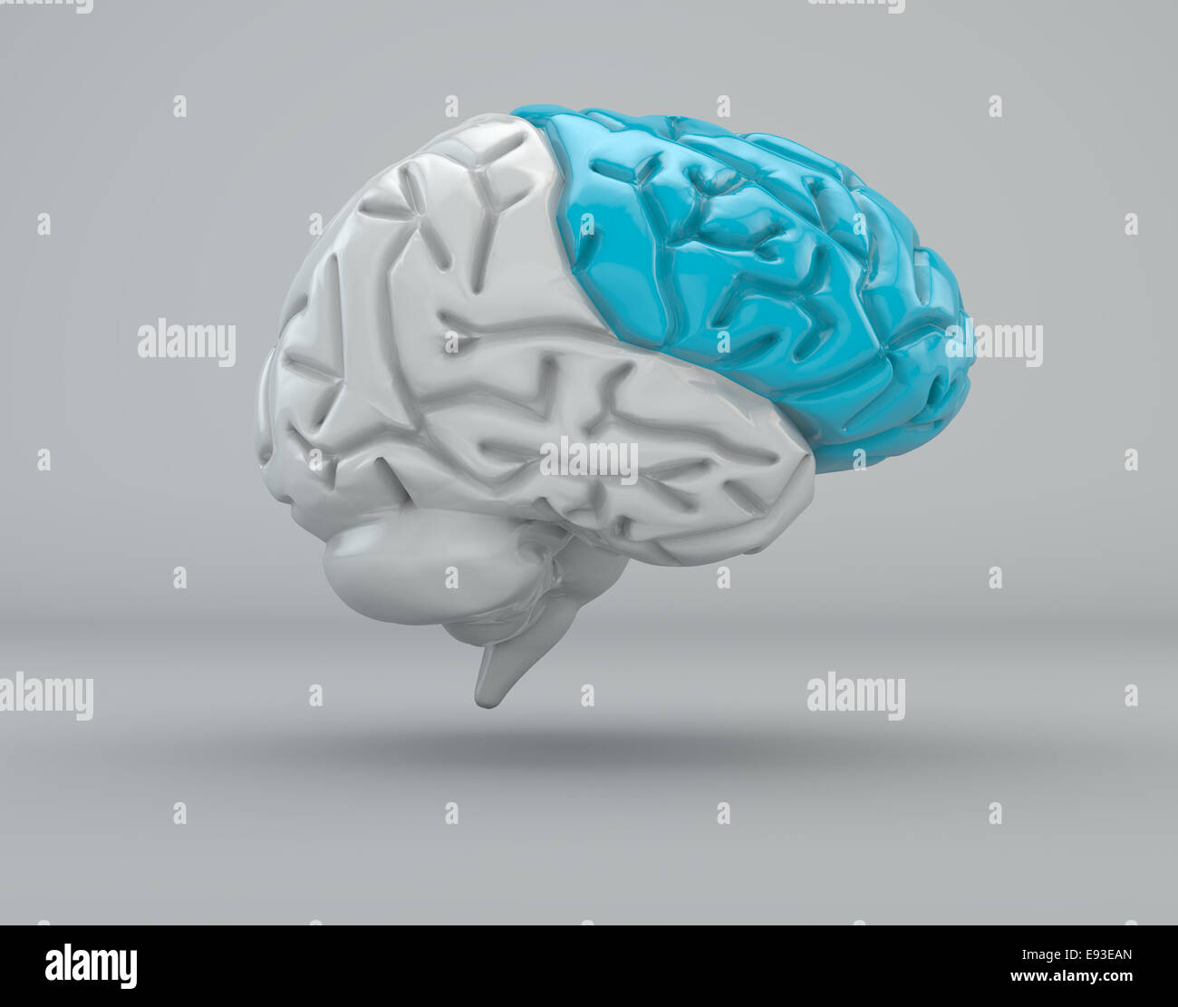 Brain human lateral colors hi-res stock photography and images - Alamy