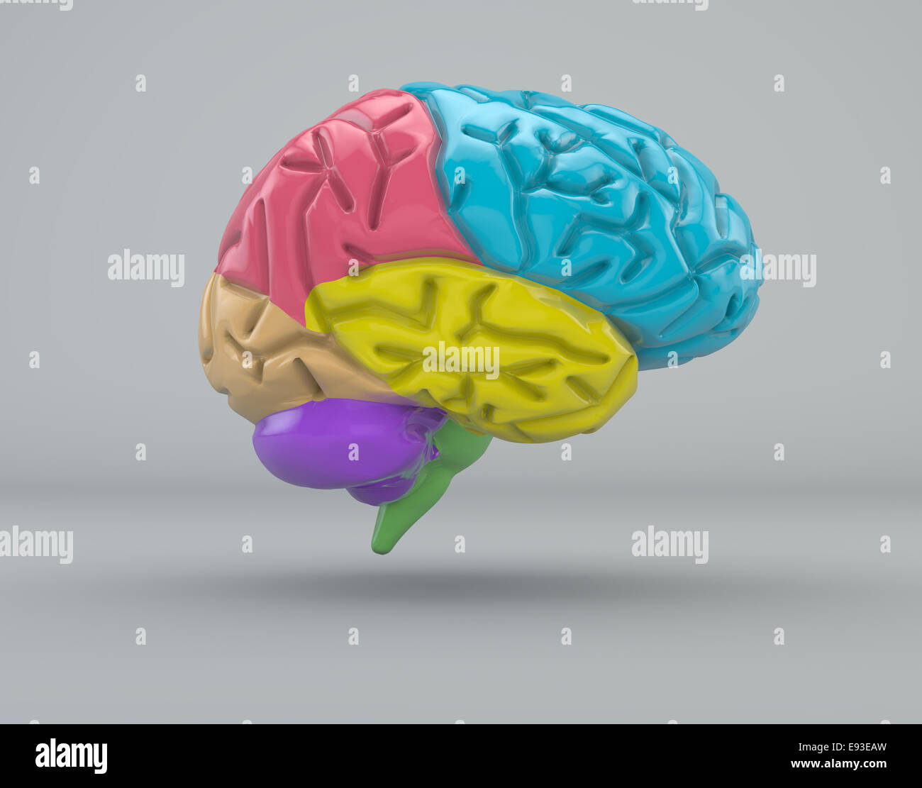 Brain lobes in different colors. Isolated on grey Stock Photo - Alamy