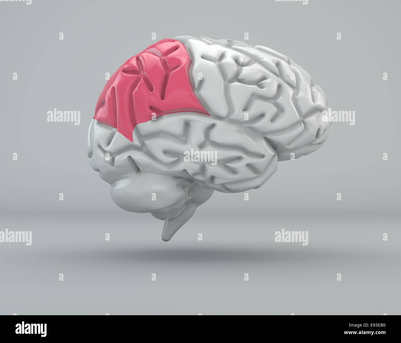 Brain lobes in different colors. Isolated on grey Stock Photo - Alamy