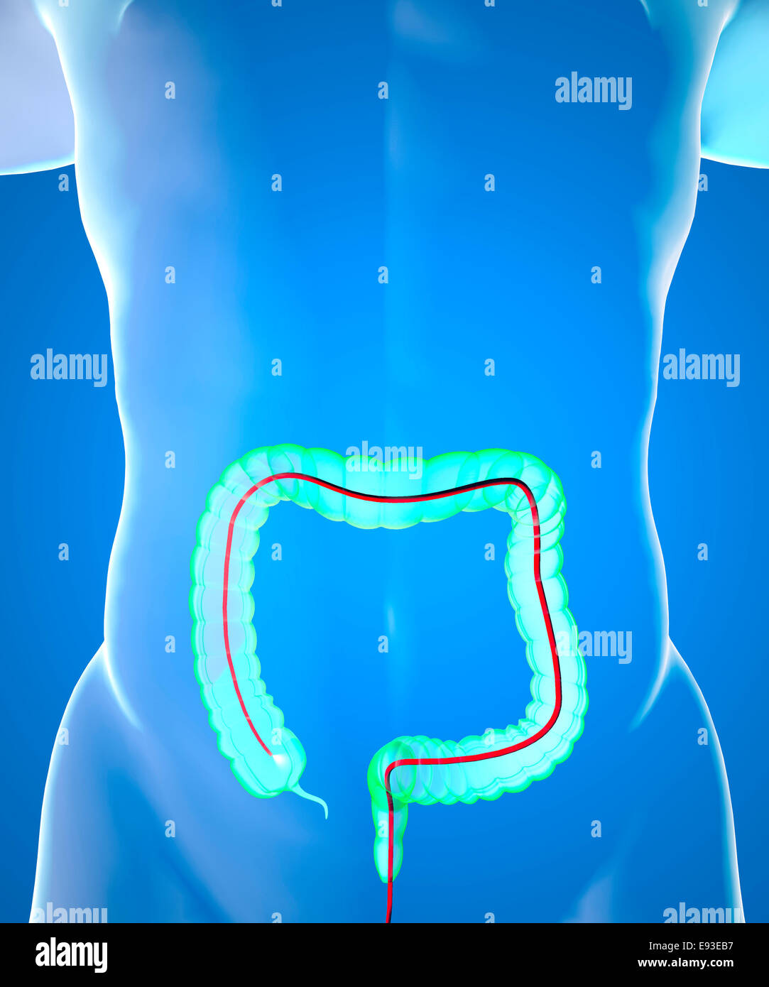 Human body, anatomy, digestive system Stock Photo - Alamy