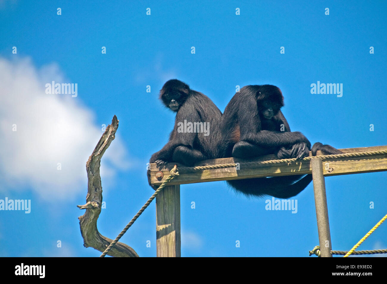 Two spider monkeys sit on a structure on Monkey Island along the ...