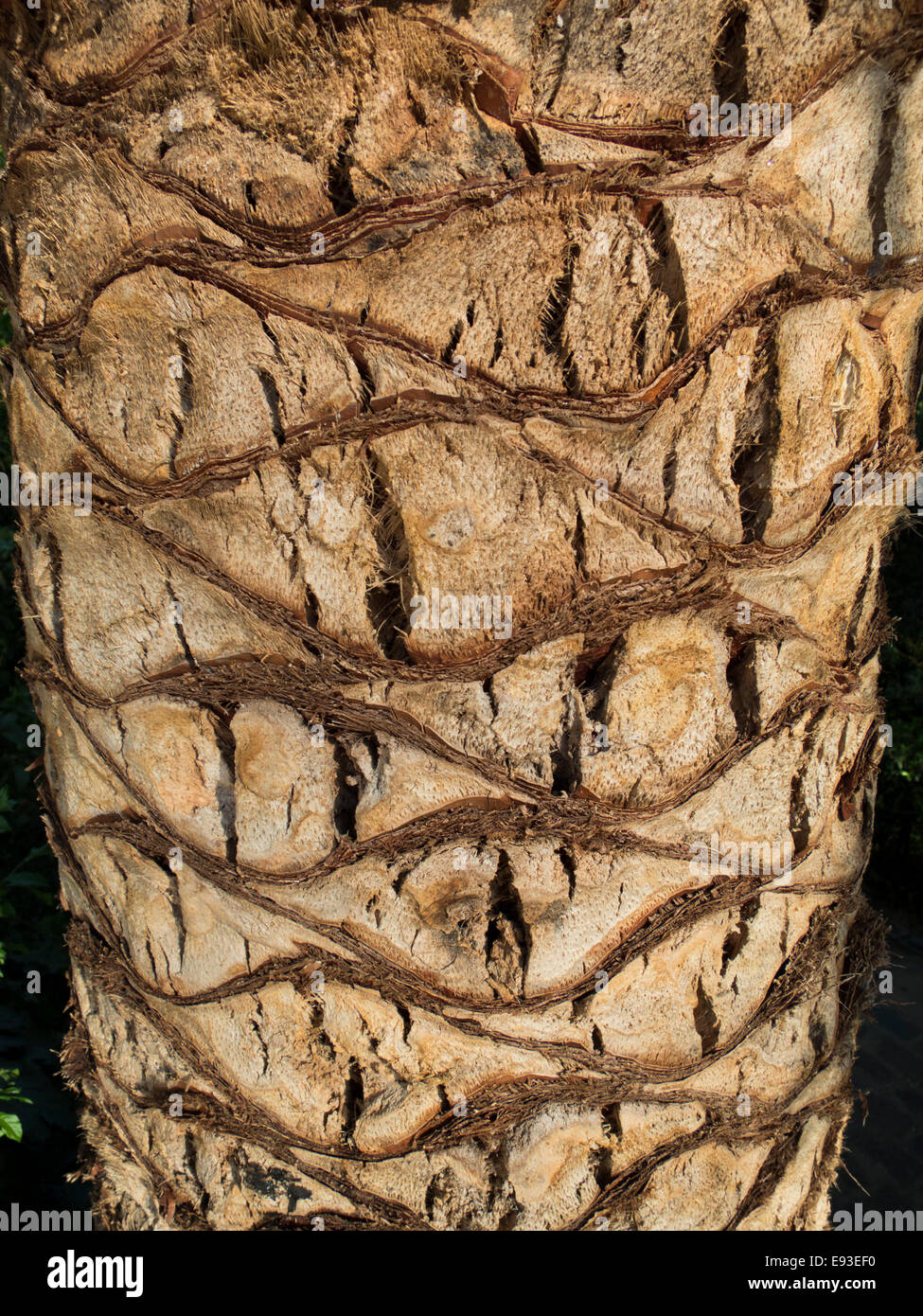 curious brown tree trunk with raw texture Stock Photo - Alamy