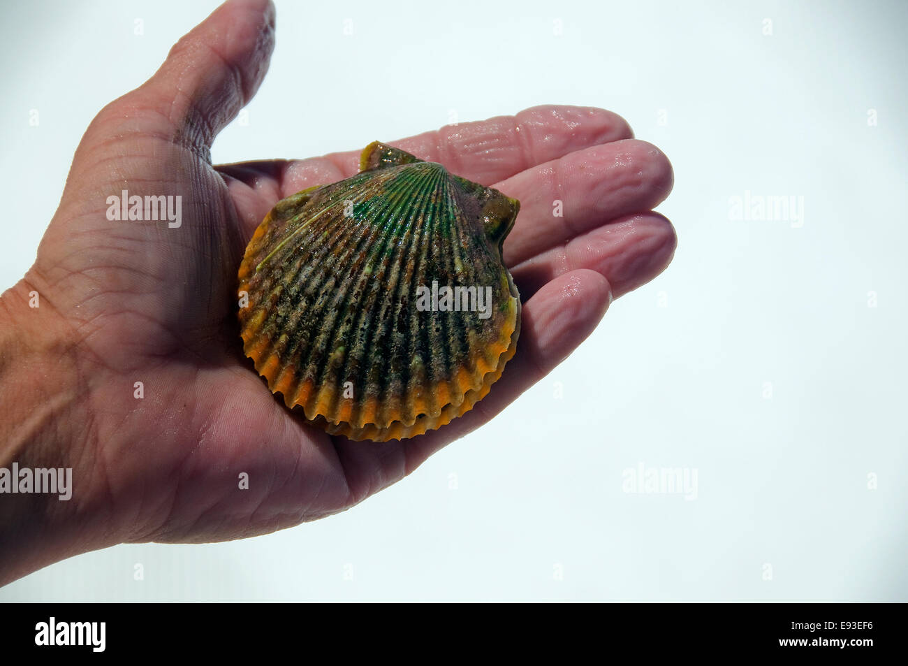 Scalloping in gulf hi-res stock photography and images - Alamy