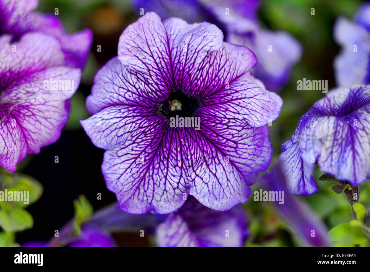 Petunia with yellow center hi-res stock photography and images - Alamy