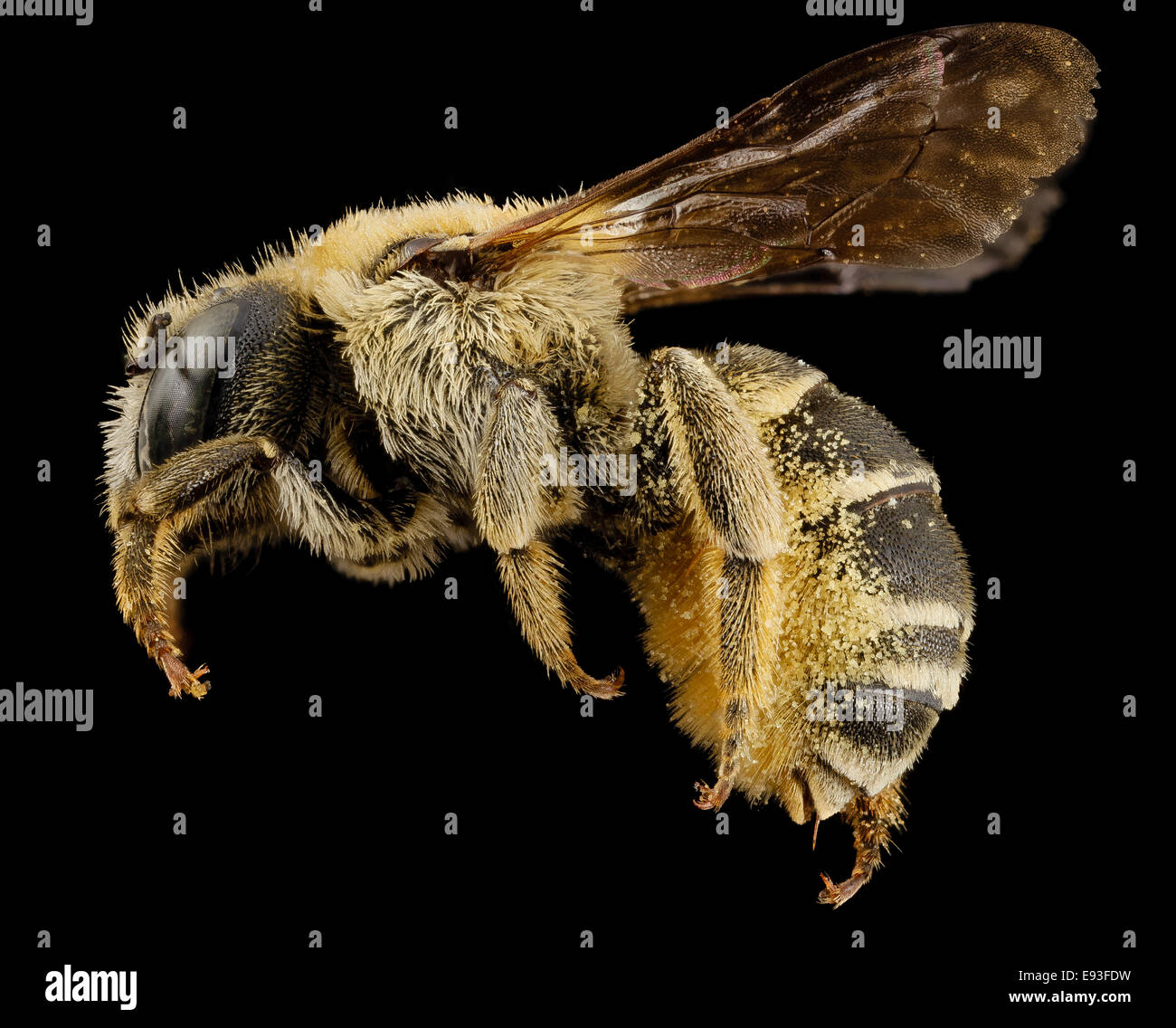 This image shows a side view of a female Osmia spinigera, a species of ...