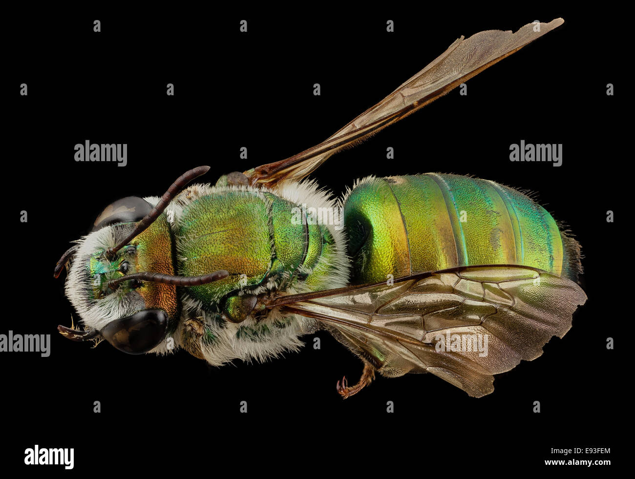 Stenotritidae hi-res stock photography and images - Alamy