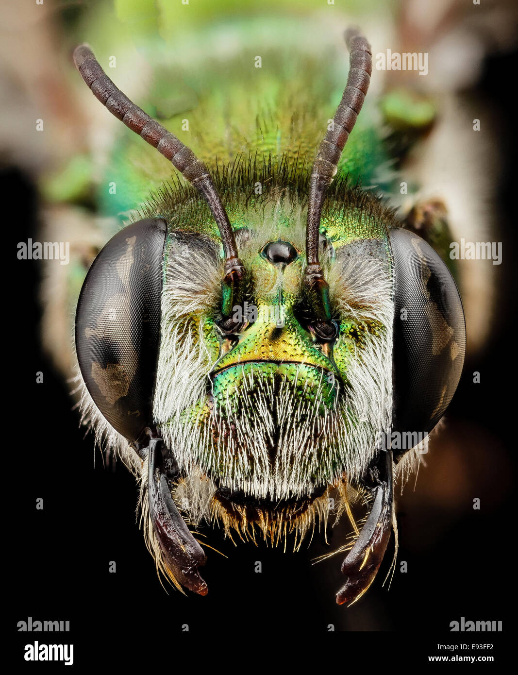 Stenotritidae hi-res stock photography and images - Alamy
