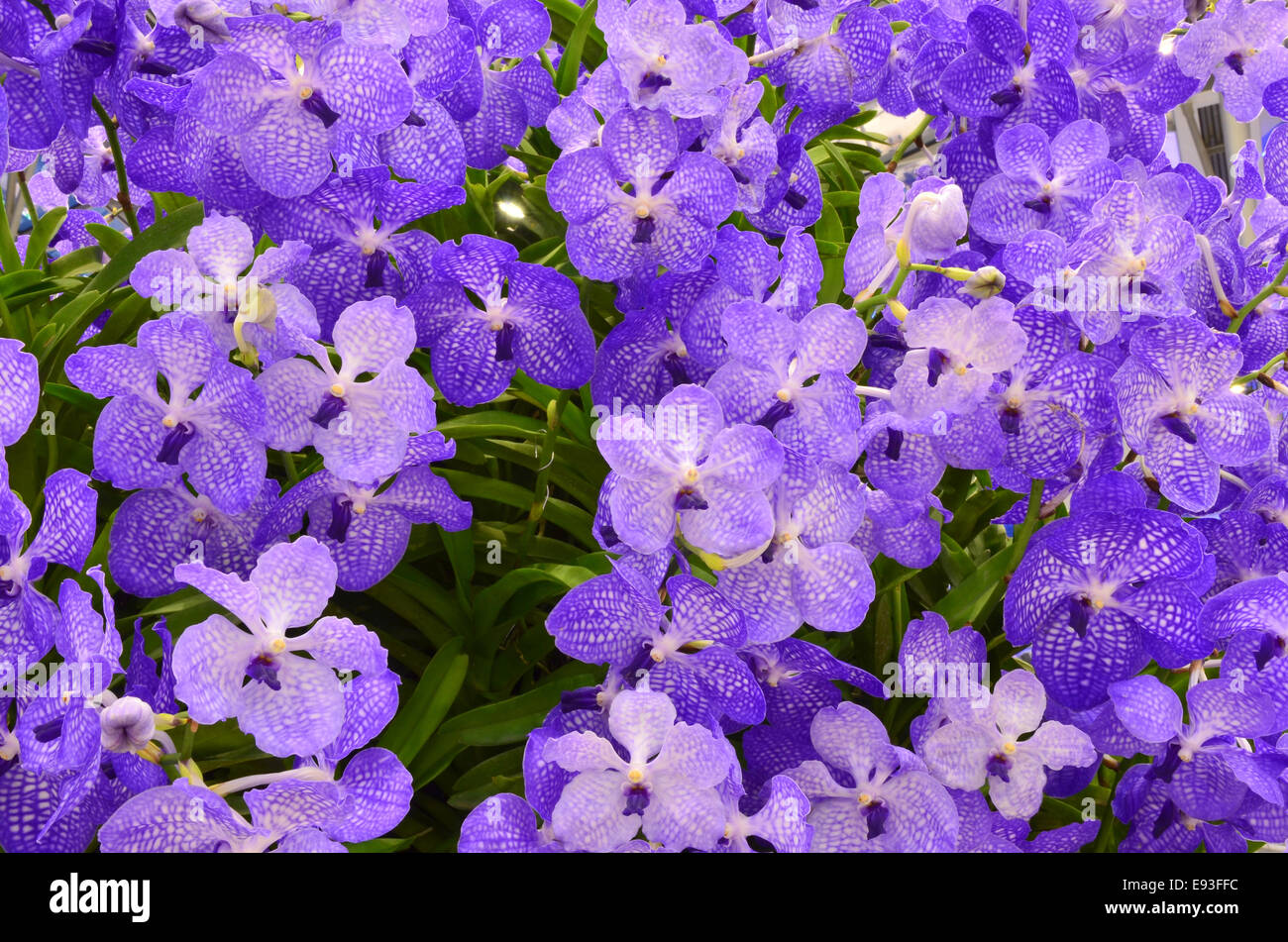Violet orchid background Stock Photo - Alamy