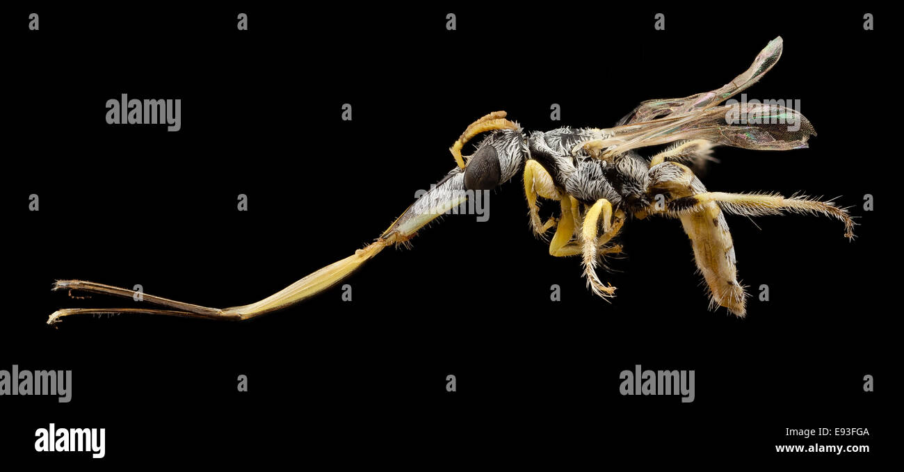 This image shows a female Geodiscelis longiceps, a bee species native ...