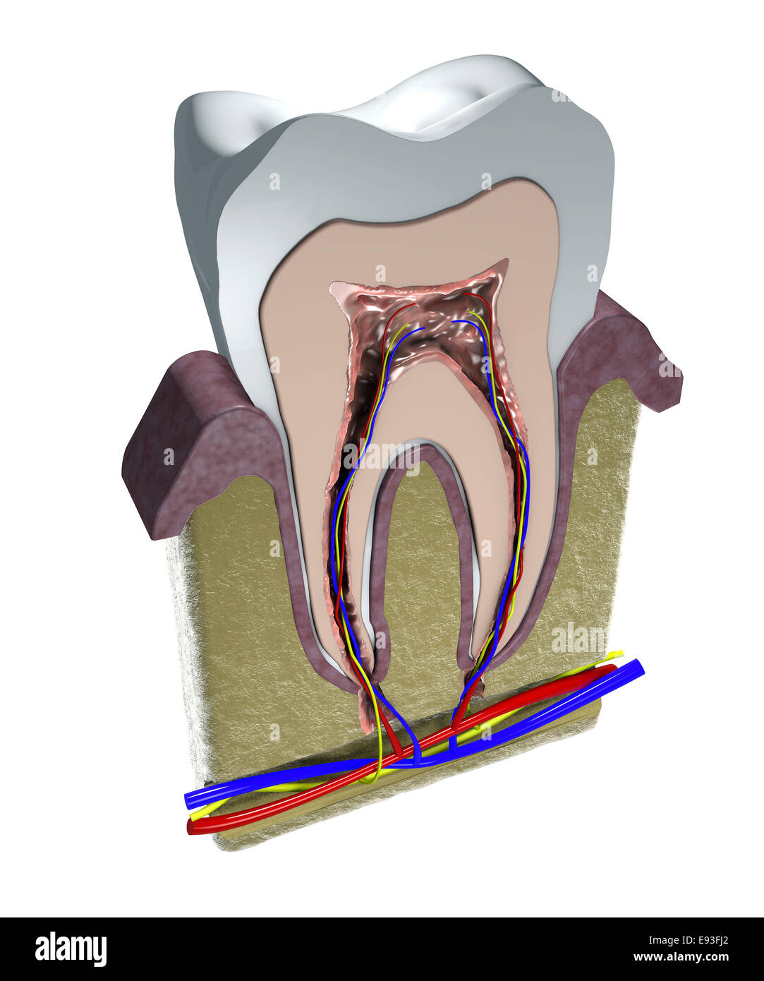 Tooth structure isolated on white Stock Photo - Alamy