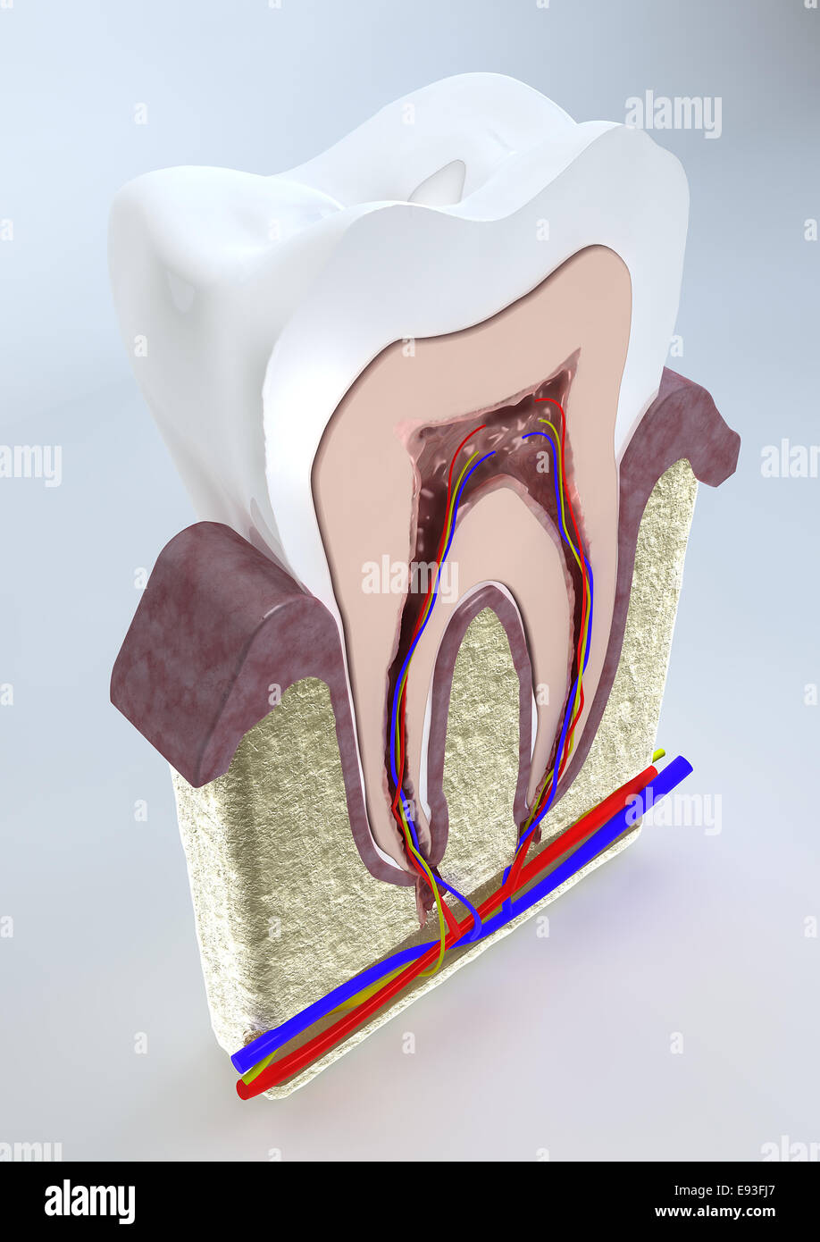 Tooth root nerve on hi-res stock photography and images - Alamy