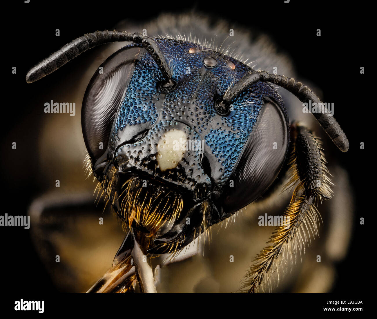 Carpenter bee macro photography hi-res stock photography and images - Alamy