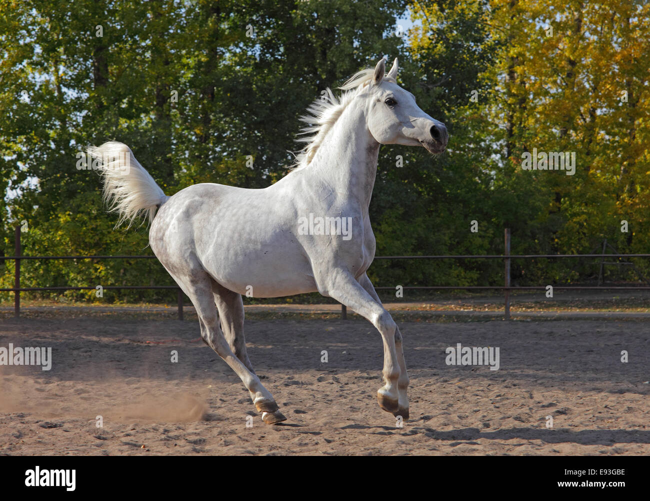 Grey horse field autumn hi-res stock photography and images - Alamy