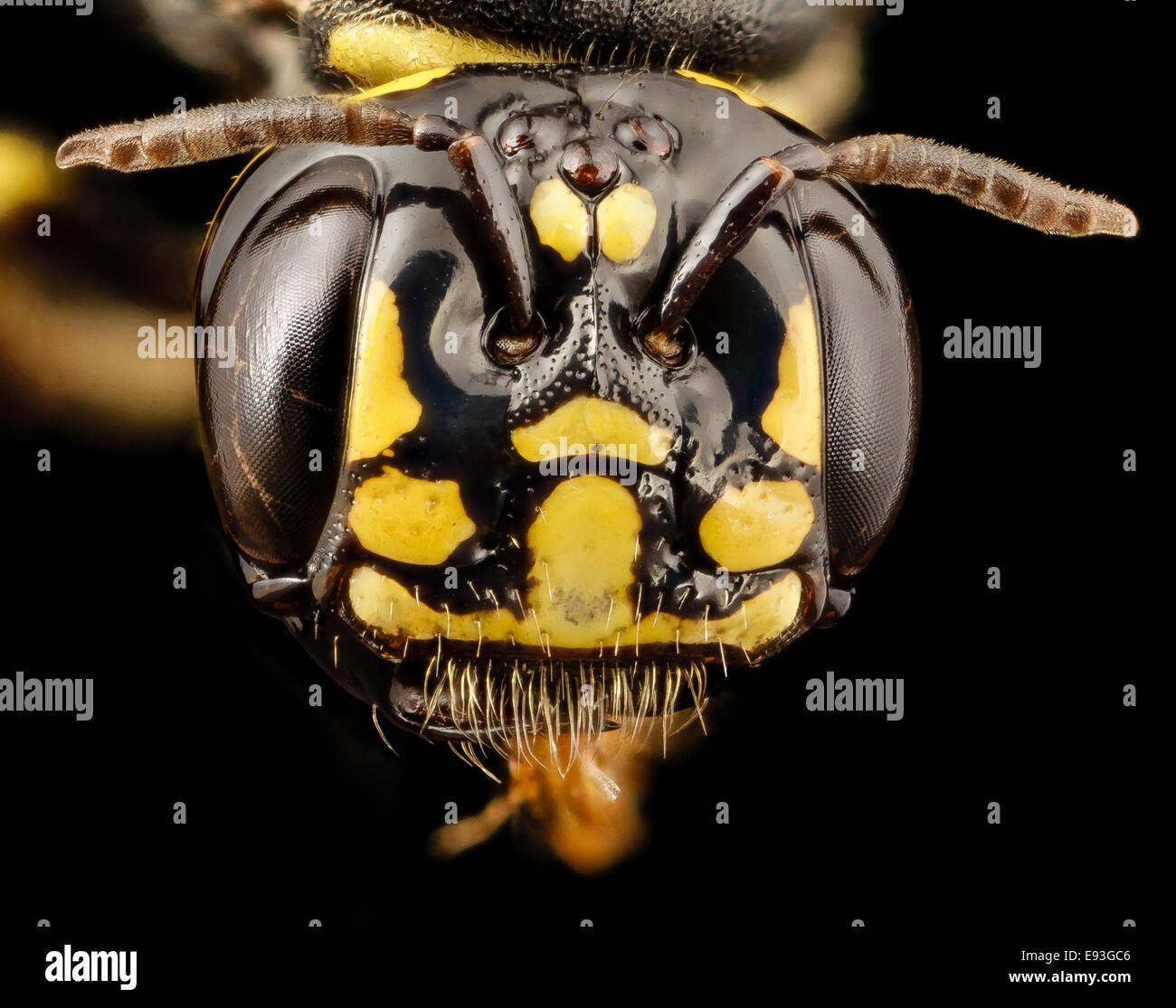A close-up photograph of a male *Ceratina* bee from Vietnam, capturing ...
