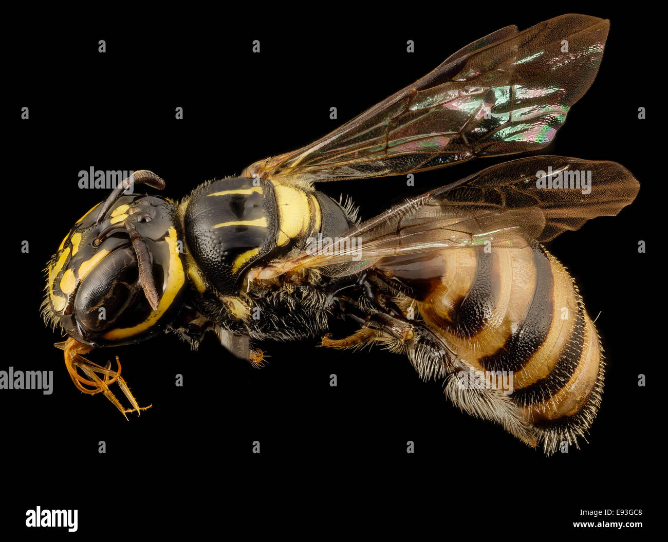 Distribution in vietnam hi-res stock photography and images - Alamy