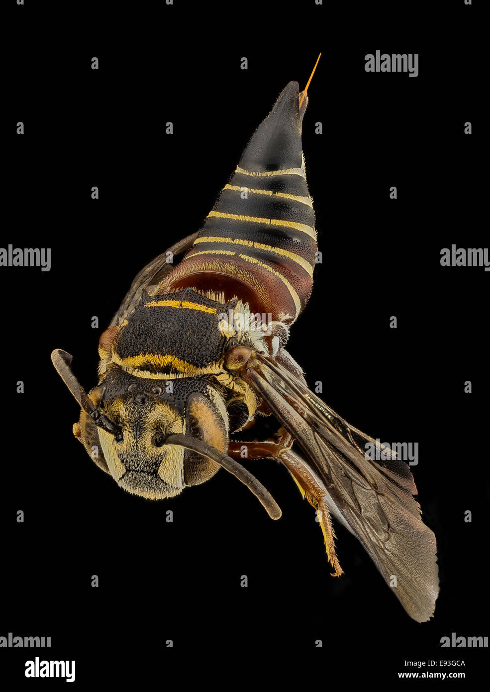 This close-up image shows a female Coelioxys species bee from Argentina ...