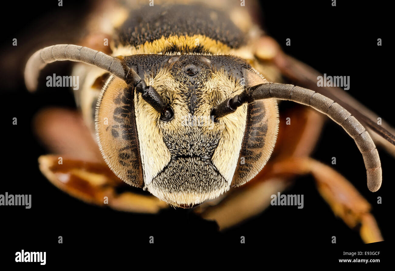 This image features a close-up view of a female Coelioxys species bee ...